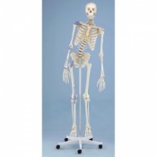 Disarticulated Model Half Skelton | Health and Care