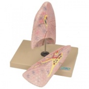 Lung Models | Health and Care