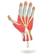Internal Hand Structure Model 3 Part | Health and Care