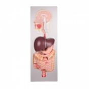 Digestive System Models | Health and Care