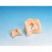 Episiotomy and Perineal Laceration Trainer | Health and Care