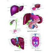 Liver Chart | Health and Care