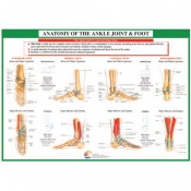 Foot And Joints Of Foot Chart - Anatomy And Pathology | Health and Care