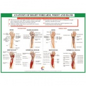 Hand and Wrist Anatomy Chart | Health and Care