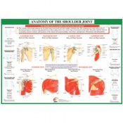 Muscle Anatomy Chart Anterior Chartex Ltd