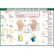 Hand And Wrist Chart - Anatomy And Pathology | Health and Care