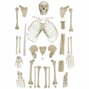 Disarticulated Human Skeleton Models | Health and Care