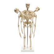 Mini Skeleton Models | Health and Care