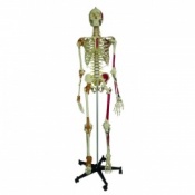 Full Size Skeleton Models | Health and Care