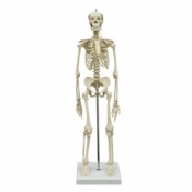 Mini Anatomical Skeleton With Flexible Spine | Health and Care