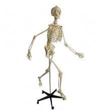 Full Size Skeleton Models | Health and Care