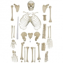 Disarticulated Human Skeleton Models | Health and Care