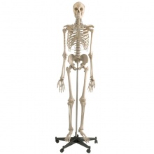 Full Size Skeleton Models | Health and Care