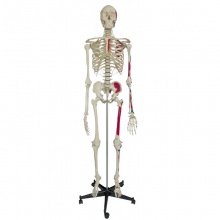 Full Size Skeleton Models | Health and Care