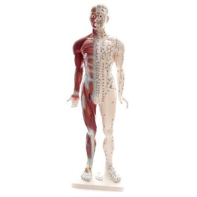 Acupressure and Acupuncture Models and Charts | Health and Care