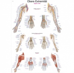 Human Anatomy Charts | Health and Care