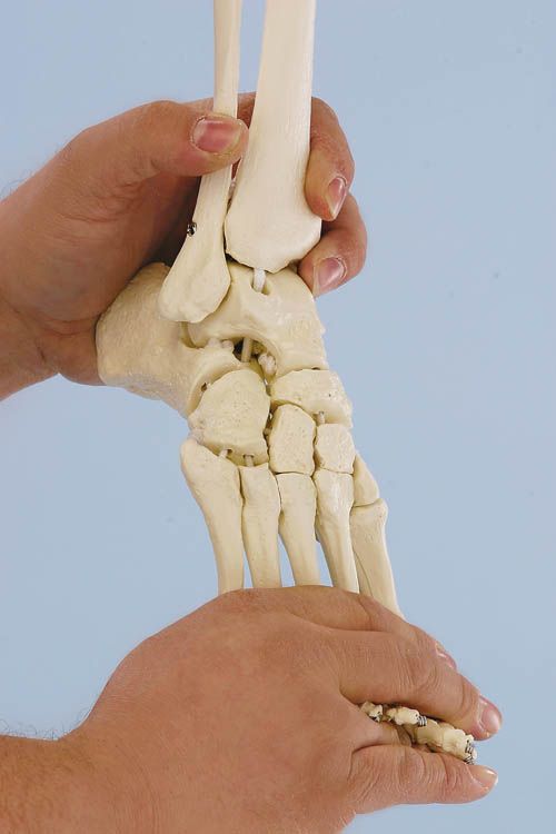 Full Size Therapy Skeleton "Hugo" | Health and Care