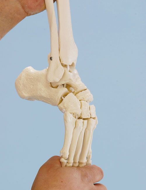 Full Size Therapy Skeleton "Hugo" | Health and Care